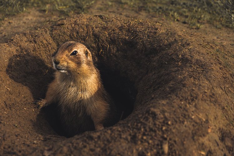 Why Restore Prairie Dogs? — Prairie Dog Coalition