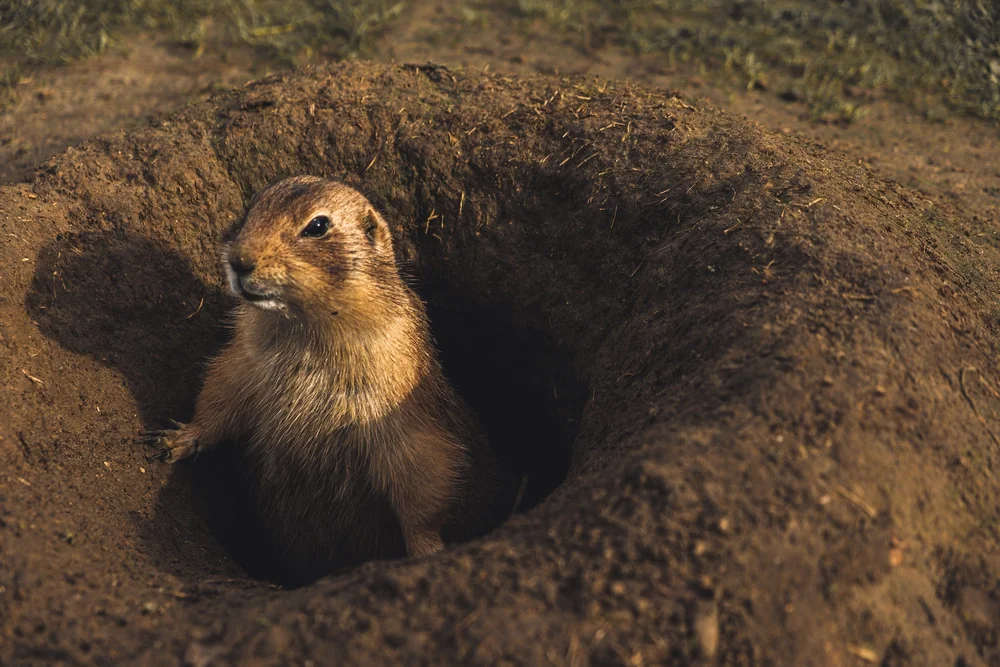 Prairie Educational Activities for Kids — Prairie Dog Coalition