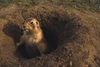 Prairie Educational Activities for Kids — Prairie Dog Coalition