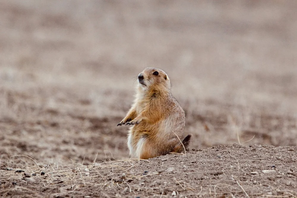 About Us — Prairie Dog Coalition