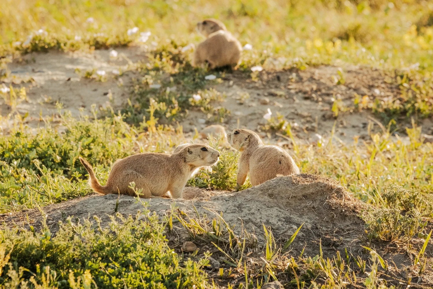 Prairie Dog Coalition