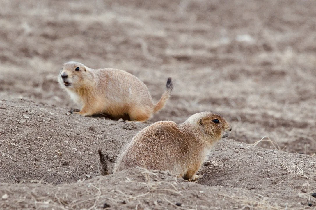 About Us — Prairie Dog Coalition