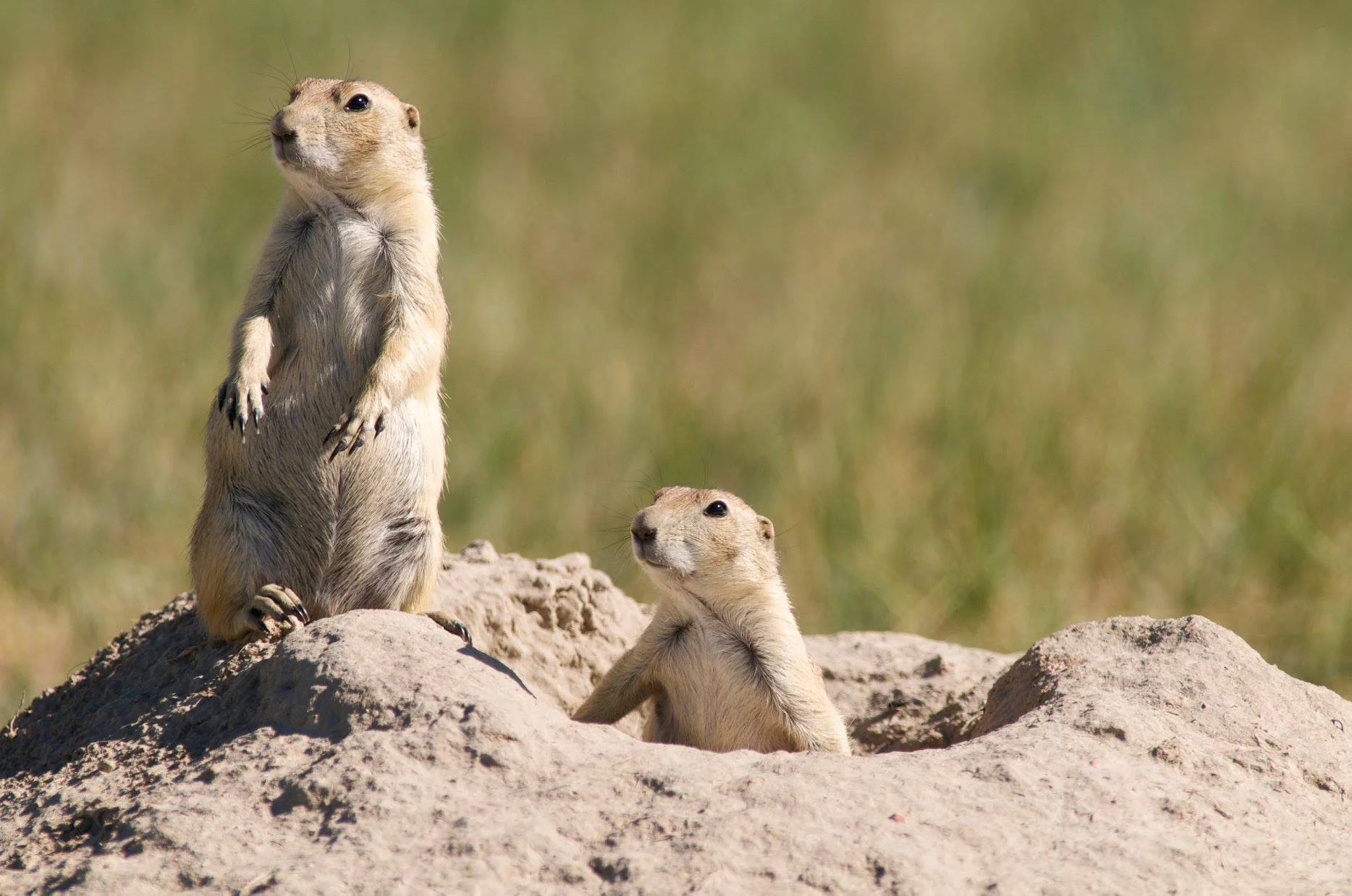 Prairie Educational Activities for Kids — Prairie Dog Coalition