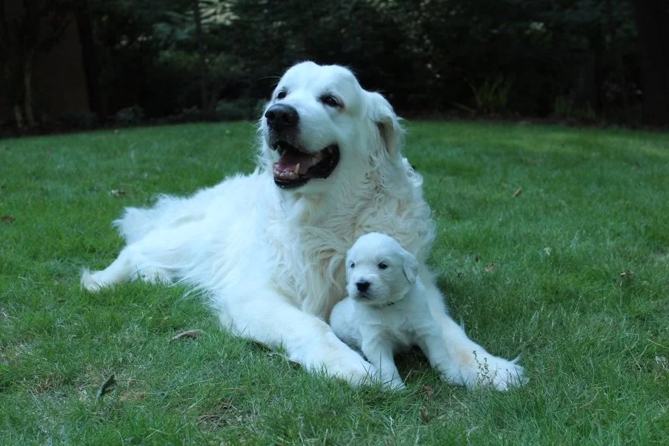 Alpine Sky Goldens — Family-owned breeder in Raleigh NC has English ...