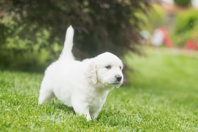 Our Litters — Alpine Sky Goldens, family-owned breeder in Raleigh NC ...