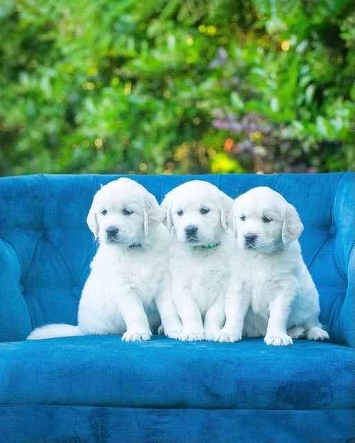 Our Litters — Alpine Sky Goldens, family-owned breeder in Raleigh NC ...