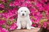 Our Litters — Alpine Sky Goldens, family-owned breeder in Raleigh NC ...