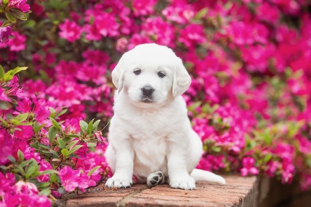 Our Litters — Alpine Sky Goldens, family-owned breeder in Raleigh NC ...