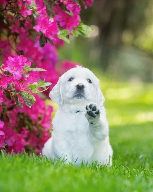 Our Litters — Alpine Sky Goldens, family-owned breeder in Raleigh NC ...