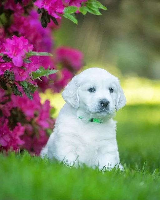 Our Litters — Alpine Sky Goldens, family-owned breeder in Raleigh NC ...