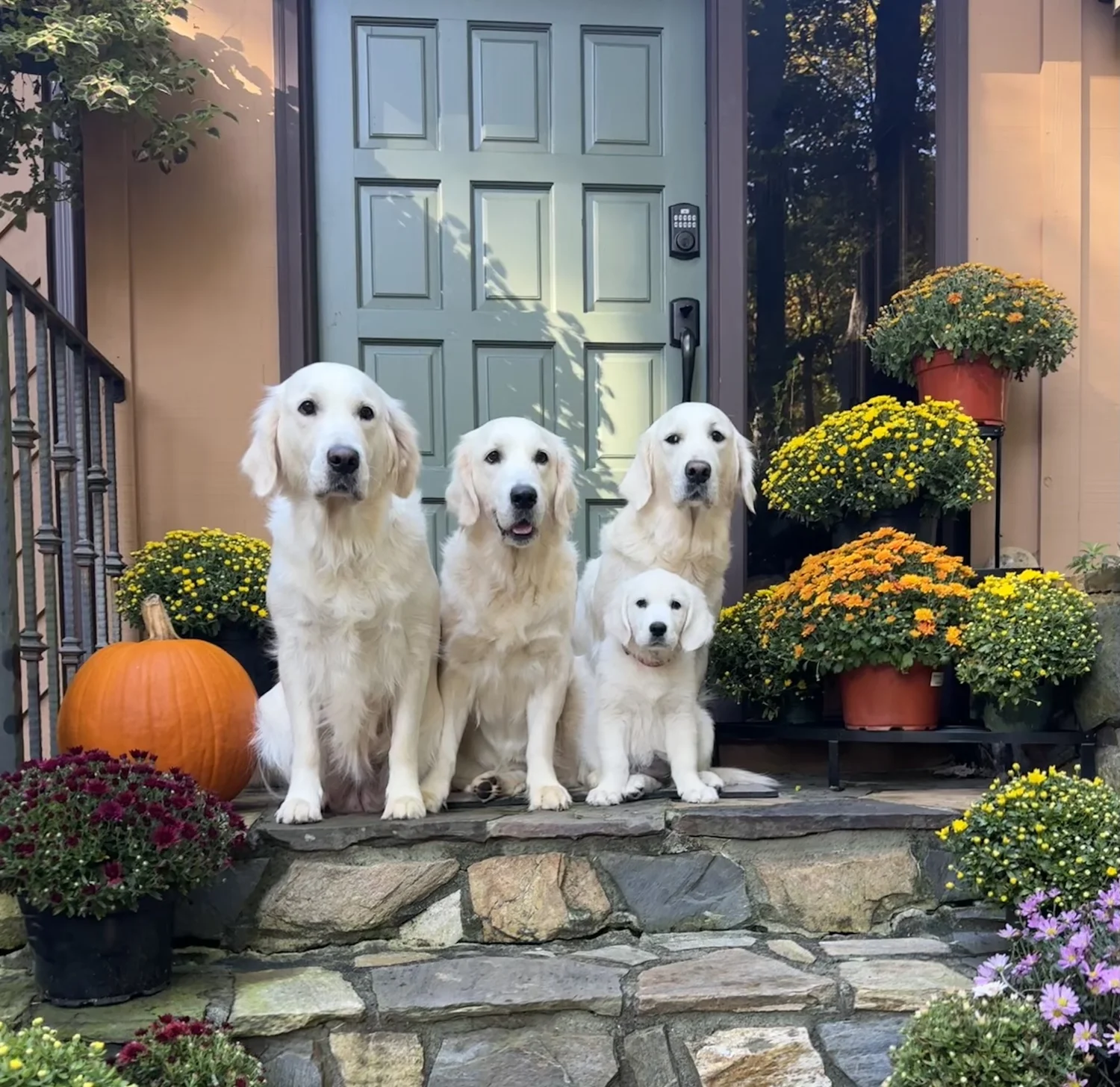 Alpine Sky Goldens — Family-owned breeder in Raleigh NC has English ...