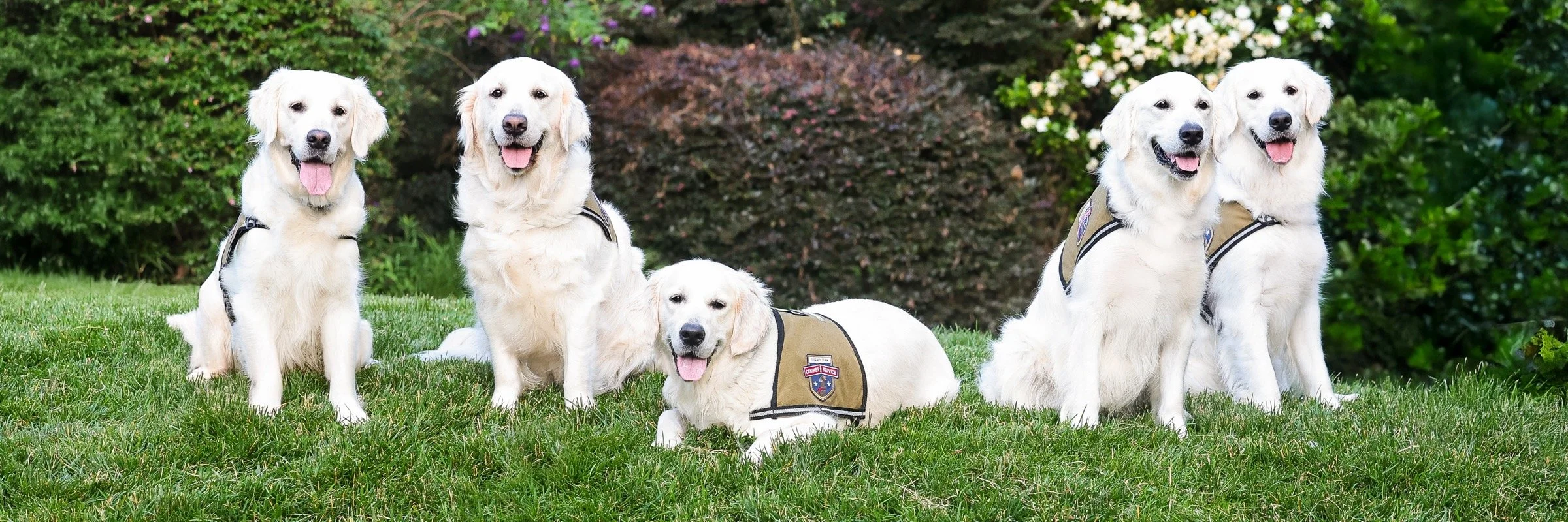 Therapy Dogs — Alpine Sky Goldens, family-owned breeder in Raleigh NC ...