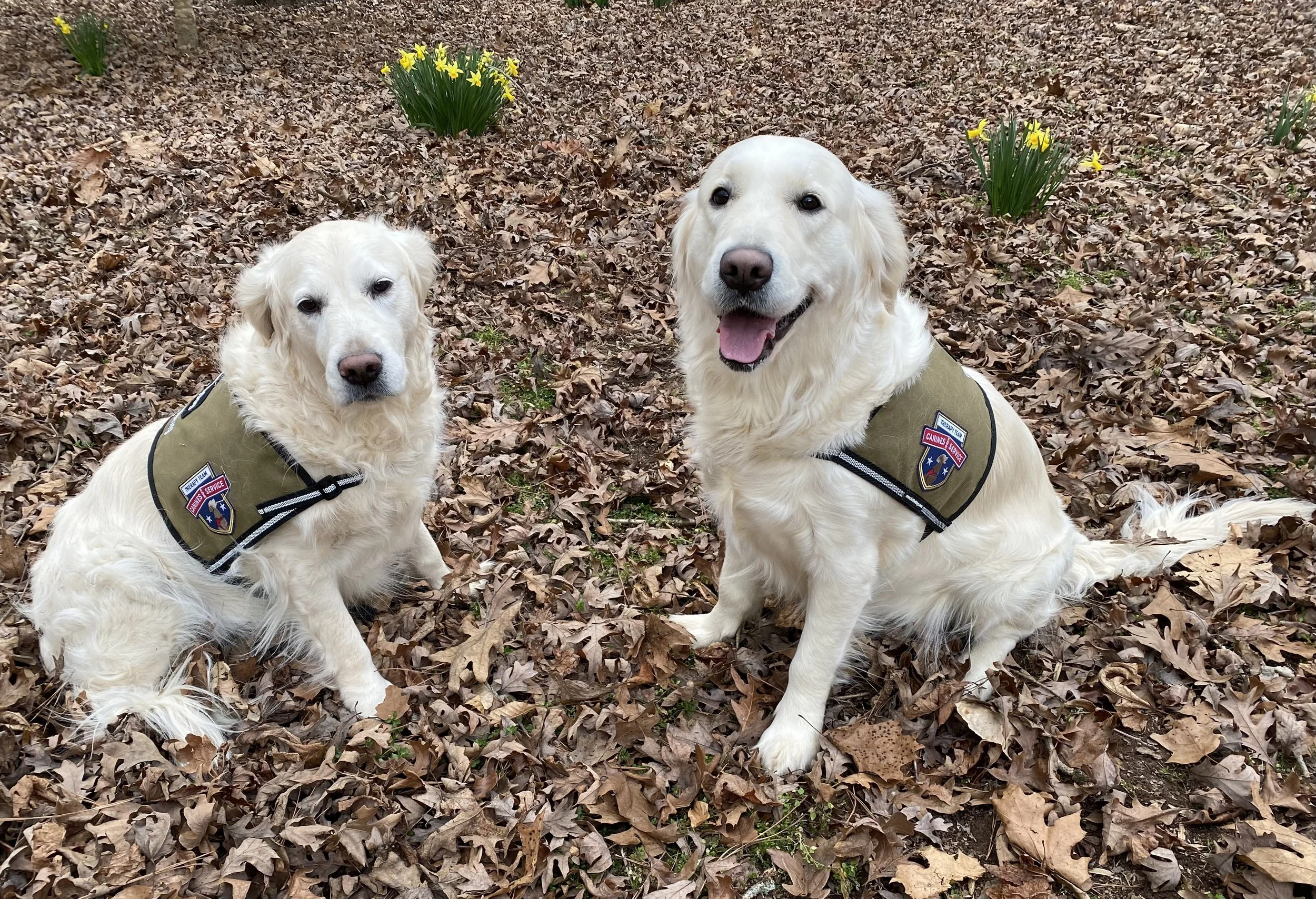Therapy Dogs — Alpine Sky Goldens, family-owned breeder in Raleigh NC ...