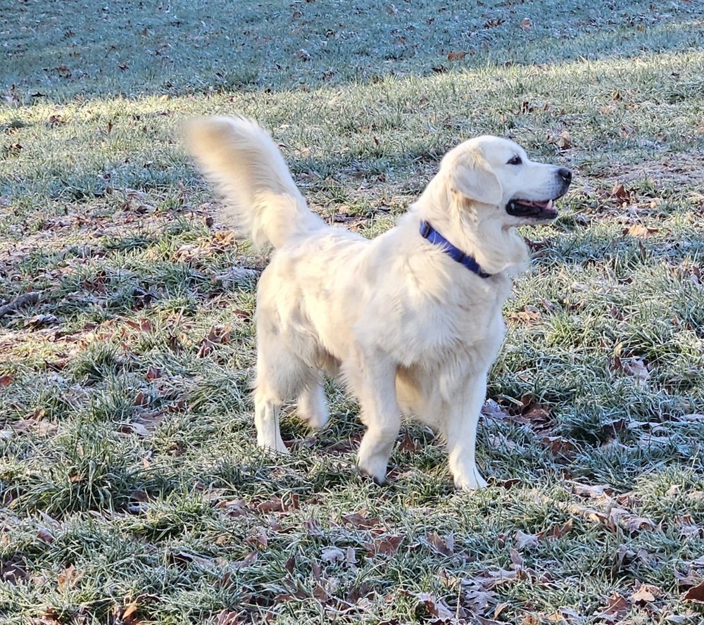 Future Litters — Alpine Sky Goldens, family-owned breeder in Raleigh NC ...