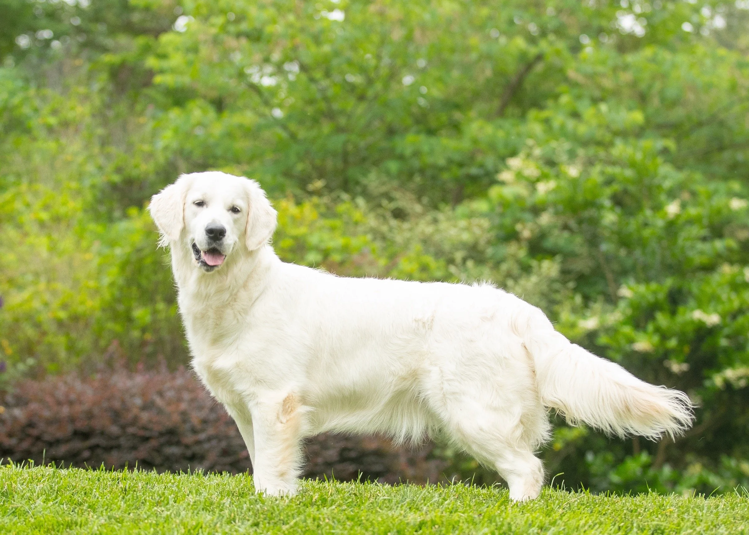 Our Dogs — Alpine Sky Goldens, family-owned breeder in Raleigh NC, has ...