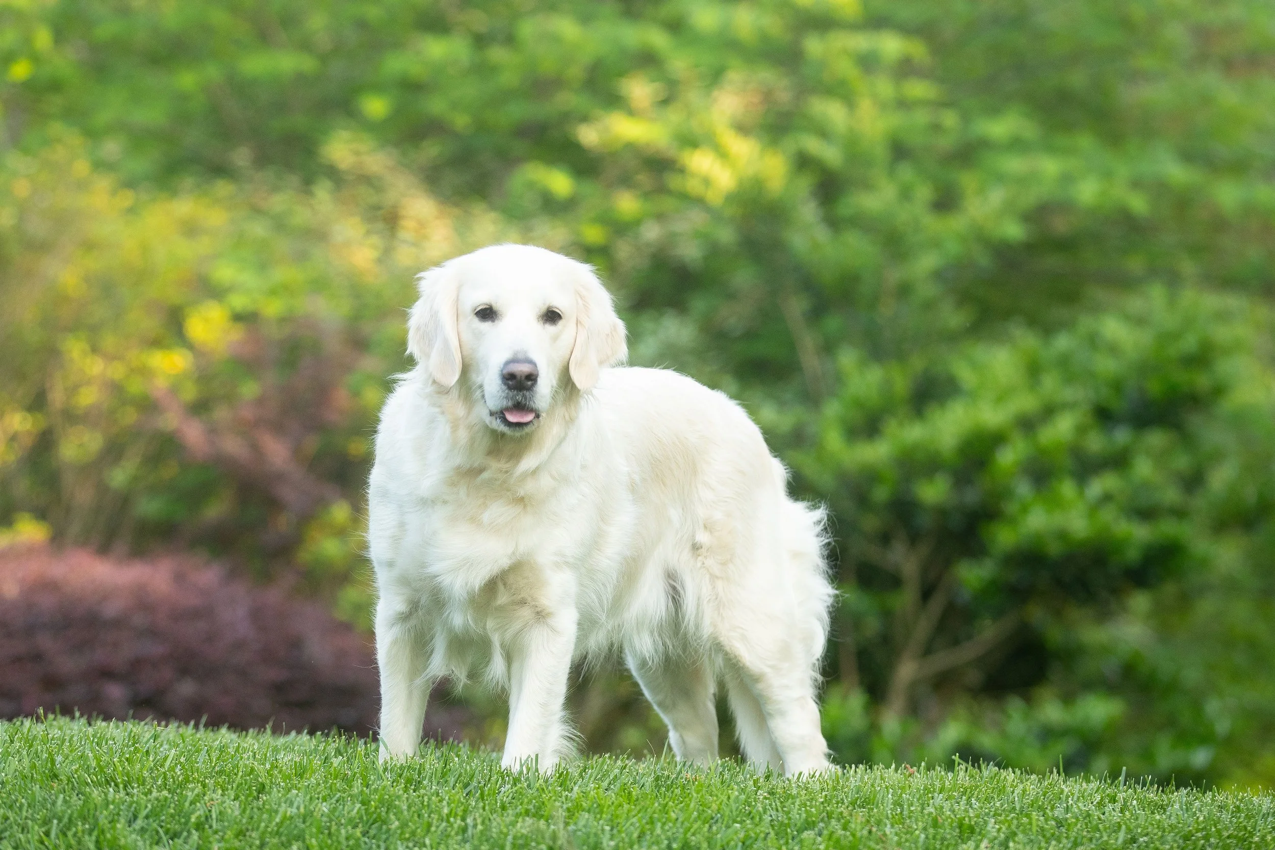 Our Litters — Alpine Sky Goldens, family-owned breeder in Raleigh NC ...