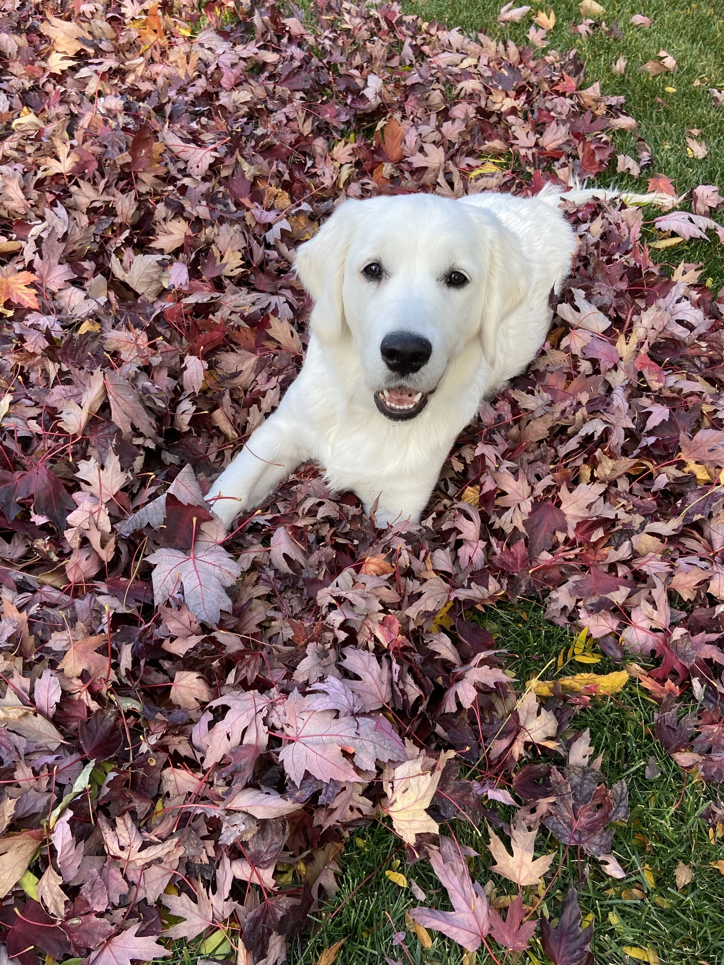 Photo Gallery — Alpine Sky Goldens, family-owned breeder in Raleigh NC ...