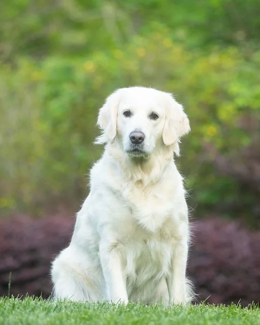 Our Dogs — Alpine Sky Goldens, family-owned breeder in Raleigh NC, has ...