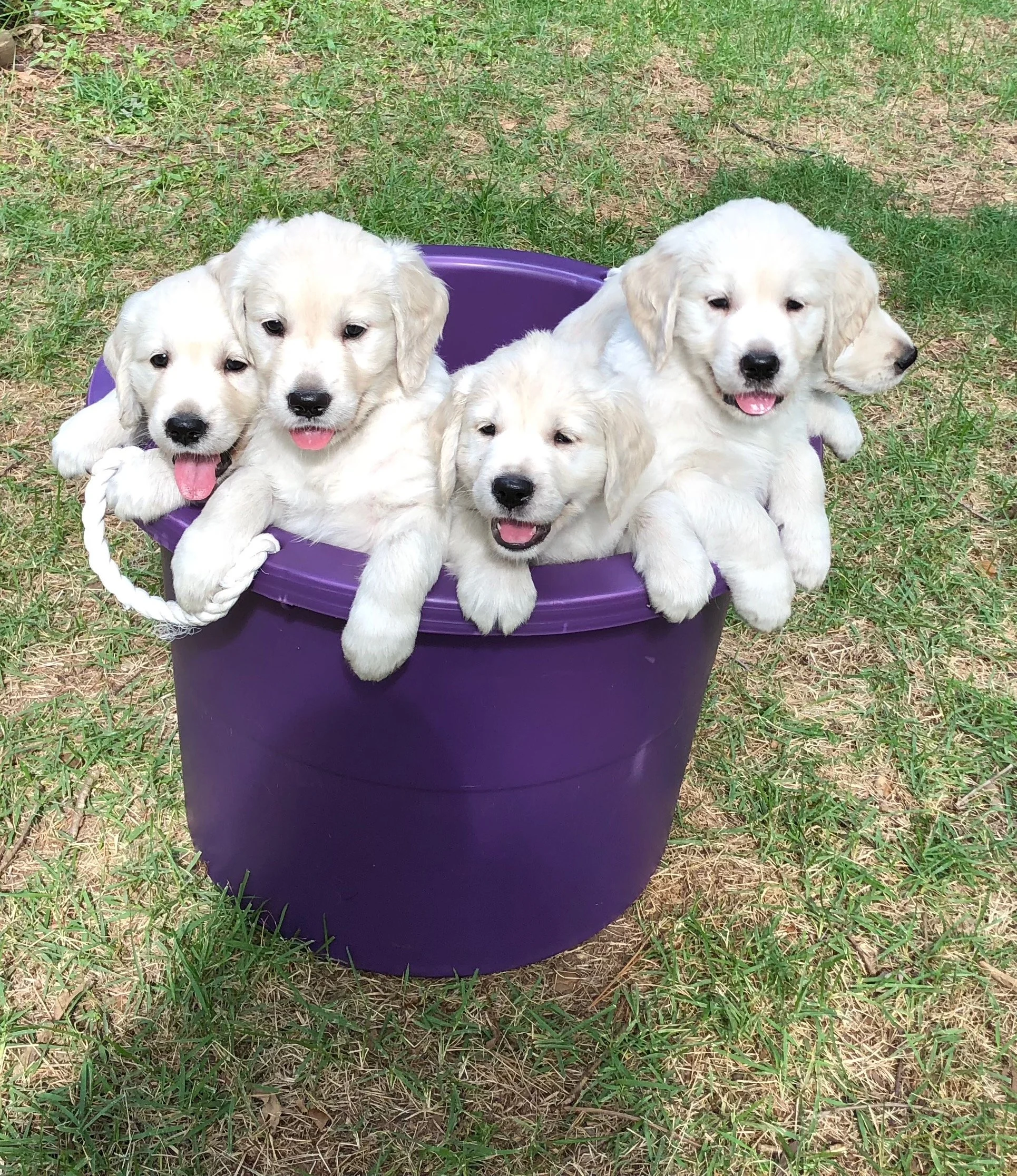 Contact Us — Alpine Sky Goldens, family-owned breeder in Raleigh NC ...