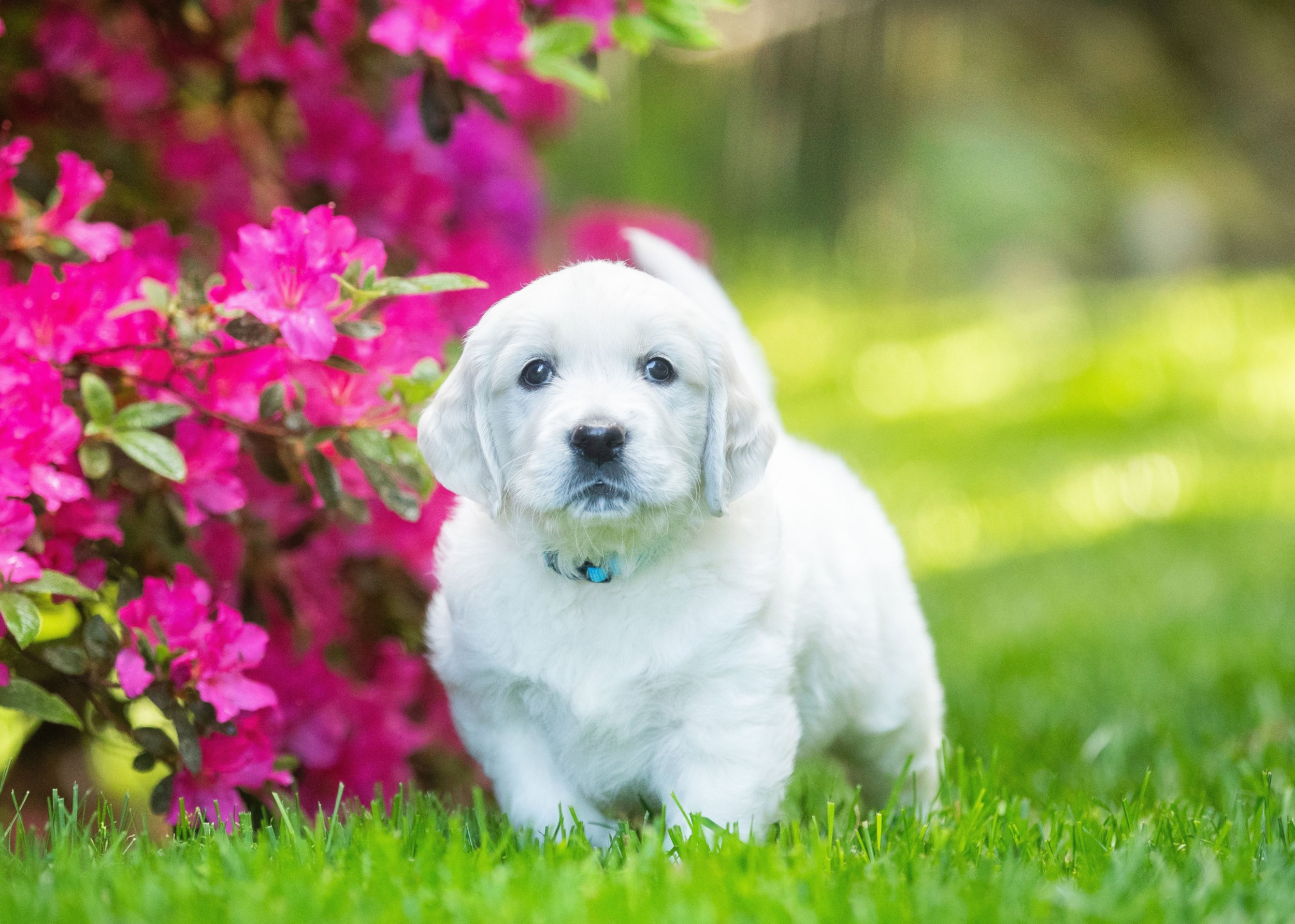 Alpine Sky Goldens — Family-owned breeder in Raleigh NC has English ...