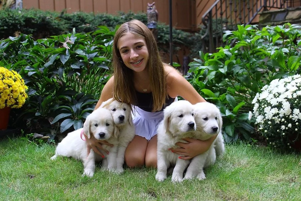 Our Litters — Alpine Sky Goldens, family-owned breeder in Raleigh NC ...