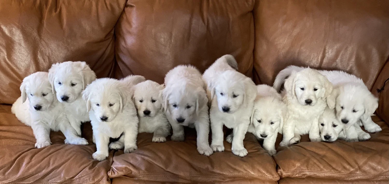 Therapy Dogs — Alpine Sky Goldens, family-owned breeder in Raleigh NC ...