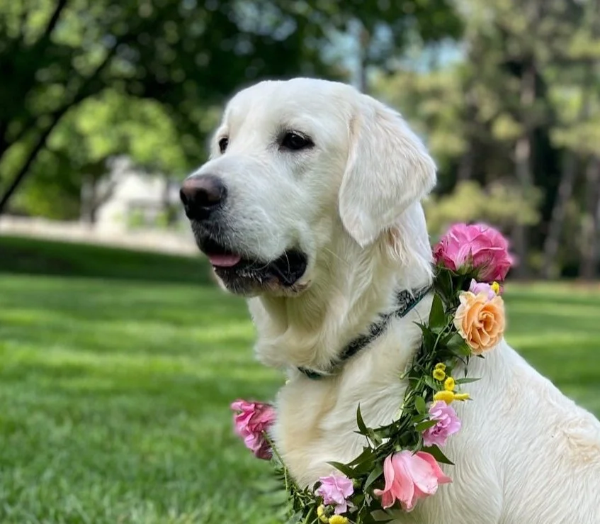 Our Litters — Alpine Sky Goldens, family-owned breeder in Raleigh NC ...