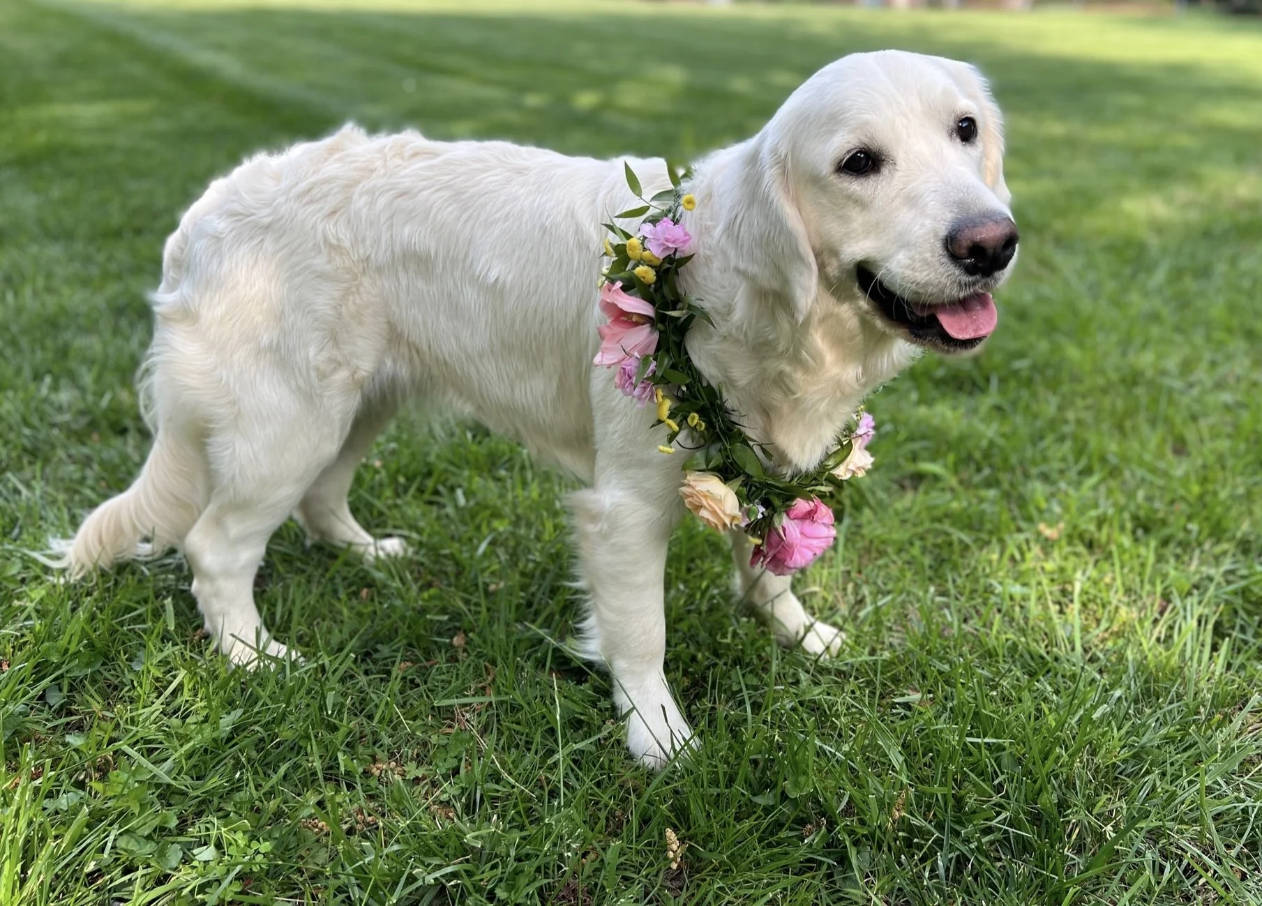 Future Litters — Alpine Sky Goldens, family-owned breeder in Raleigh NC ...