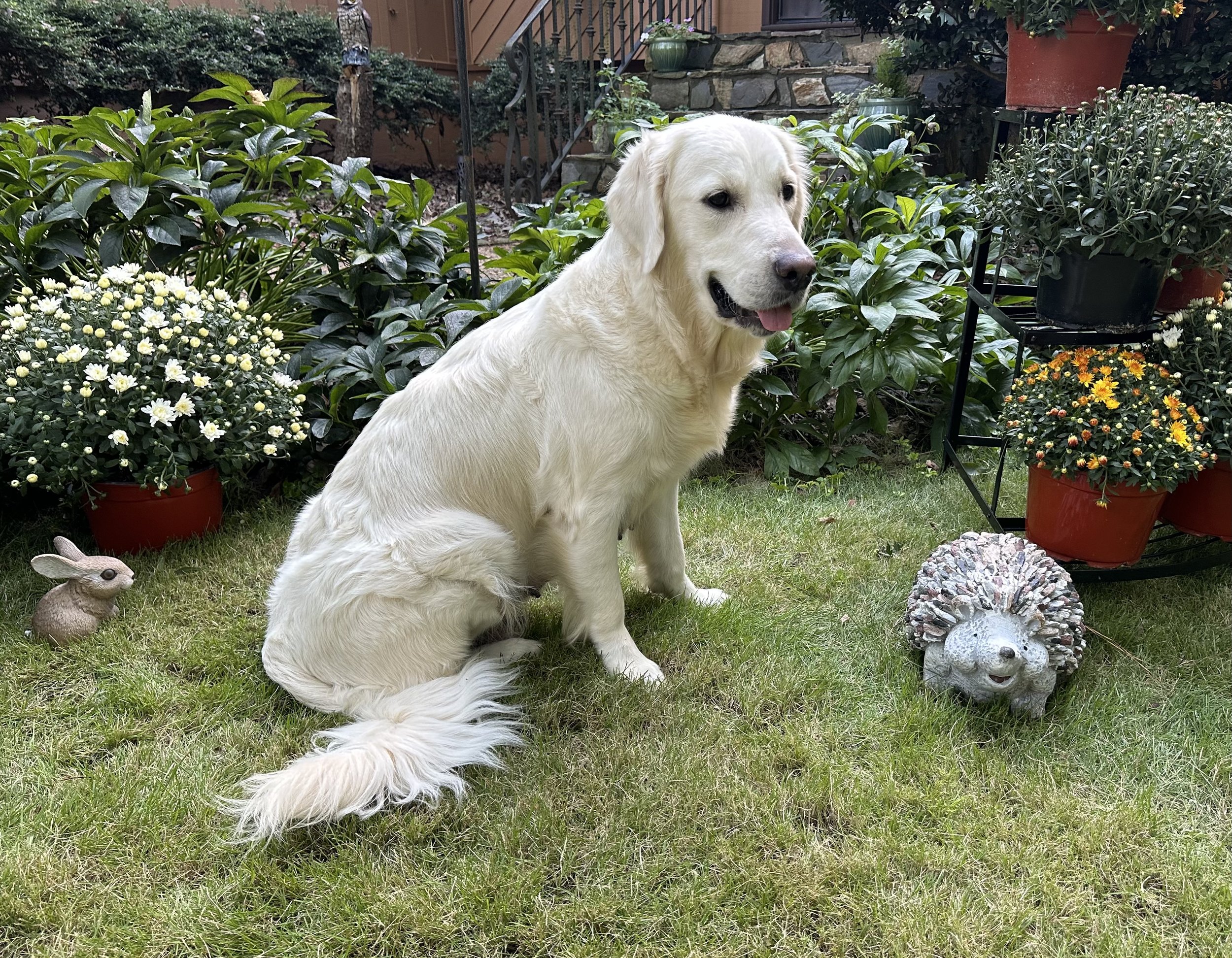 Our Dogs — Alpine Sky Goldens, family-owned breeder in Raleigh NC, has ...