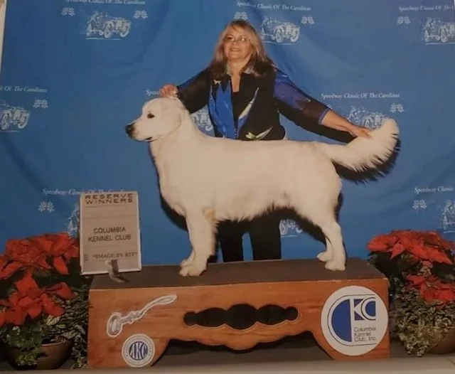 Our Dogs — Alpine Sky Goldens, family-owned breeder in Raleigh NC, has ...