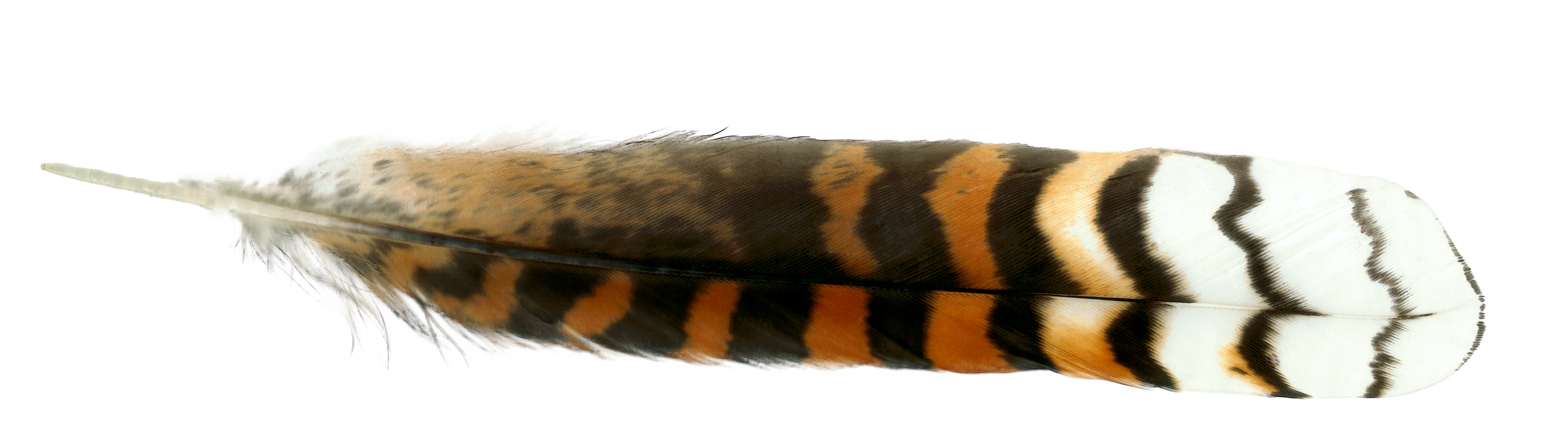 The Significance of the Kookaburra Feather in Birthed.com.au's Doula ...