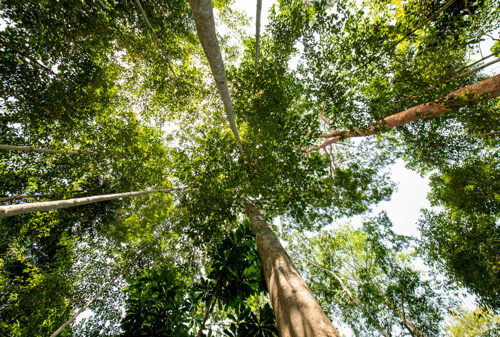 FOREST-BASED SOLUTIONS — Yachting for Forests