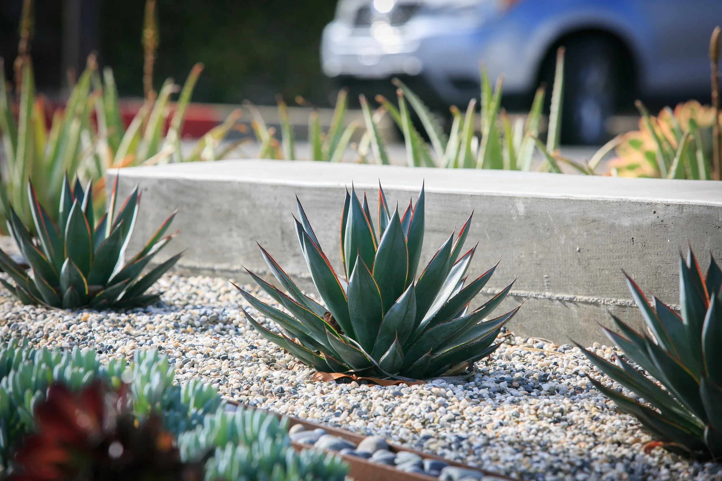Bonsai Beach House — Carson Douglas Landscape Architecture
