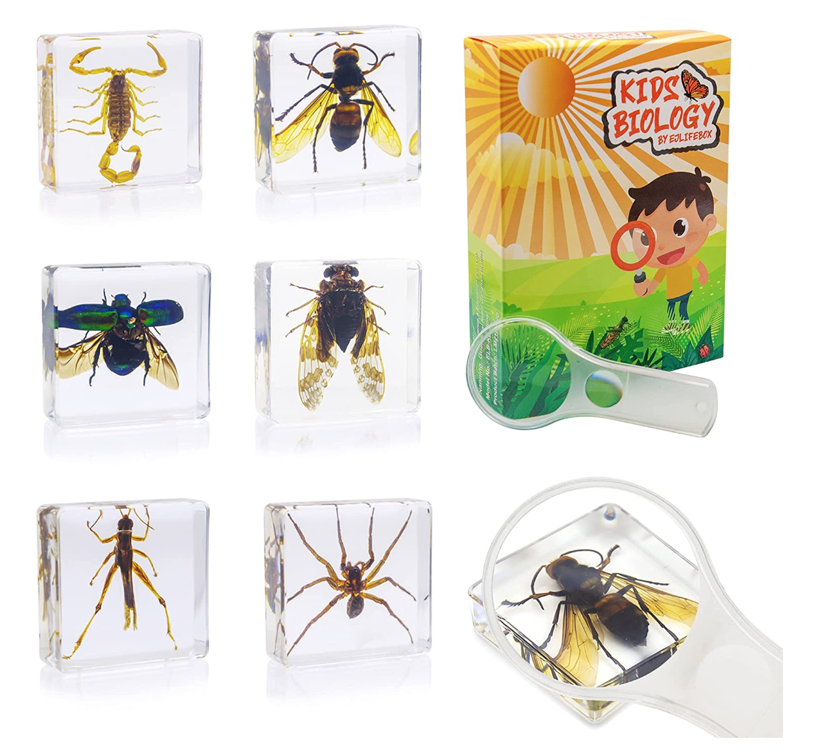 Our Favorite Science Tools and Toys — My Preschool Place