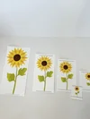 Measuring Flowers Math Activity [free download] — My Preschool Place