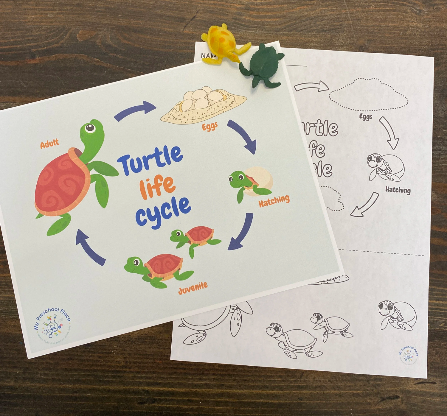 Sea Turtle Life Cycle Ocean Activity — My Preschool Place