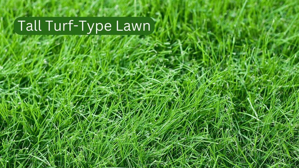 Grass Seed 101: The Basics — O.K. Hatchery