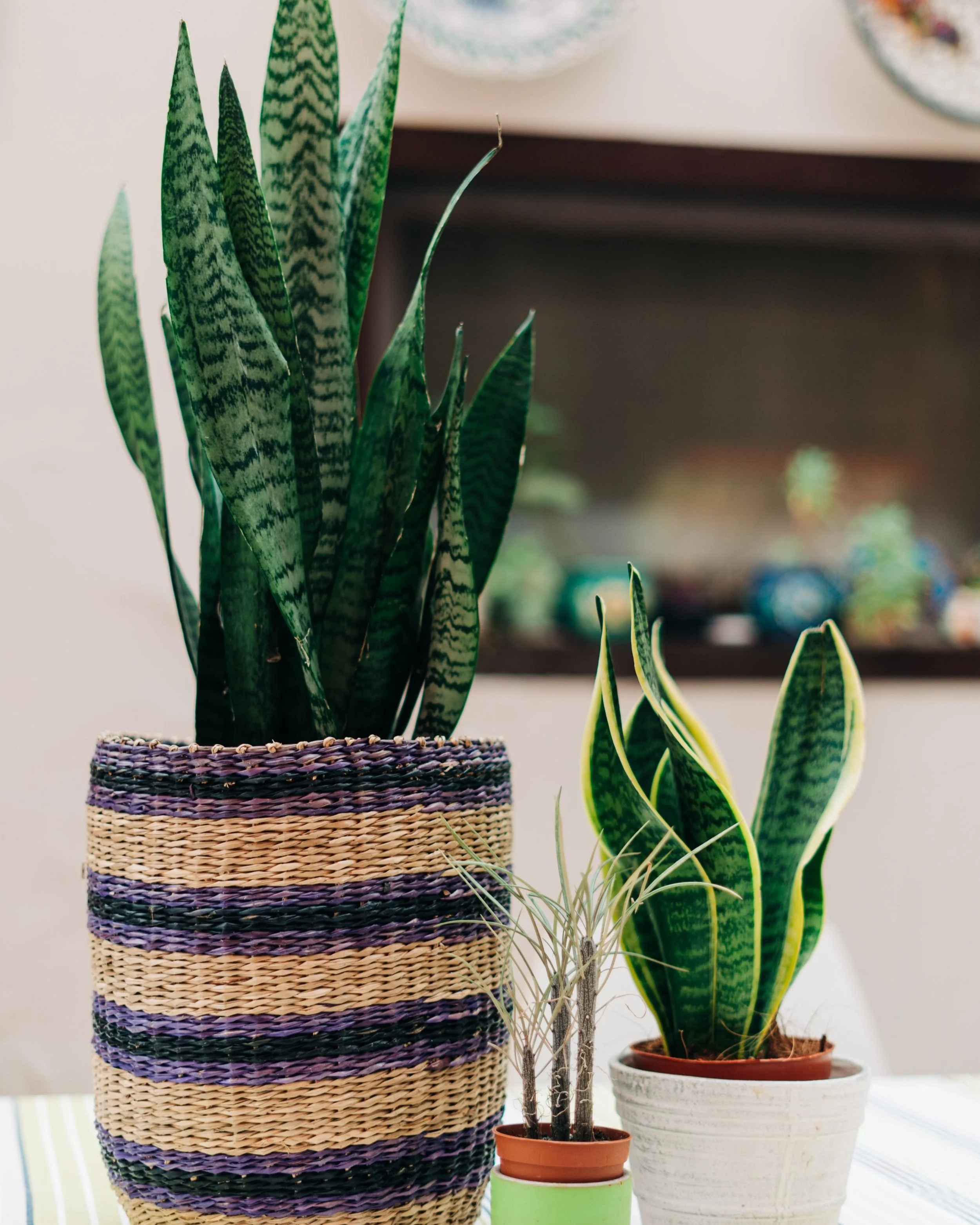 Houseplants for Clean Air — Farmer Nick