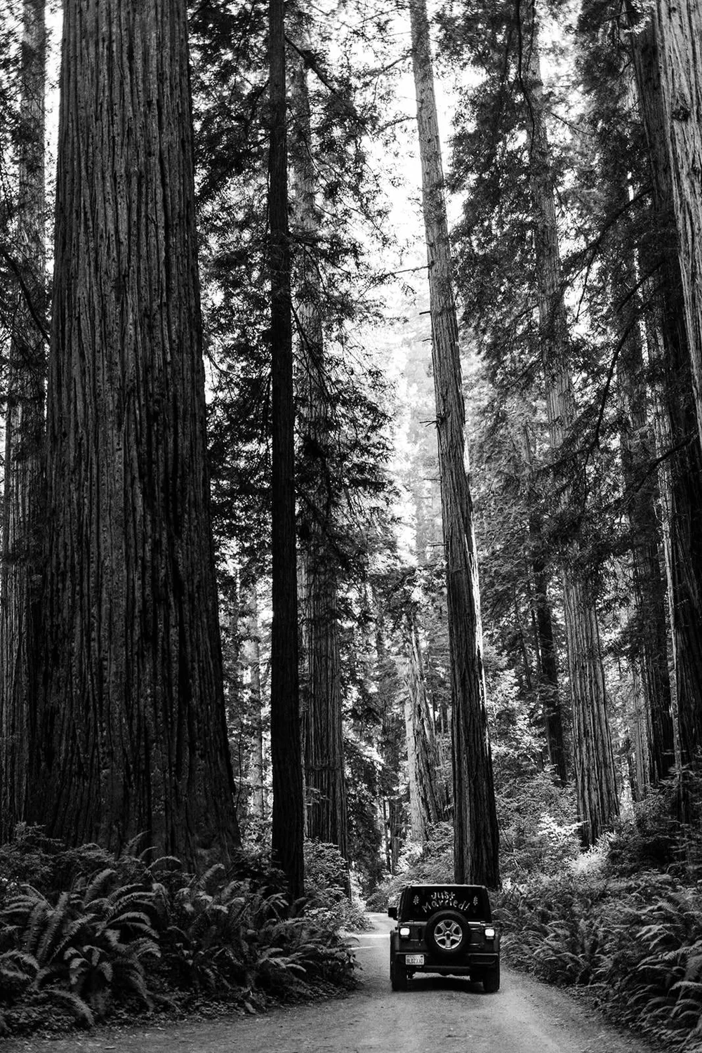 How to Elope in Redwood National Park — Summit and Sur Photography