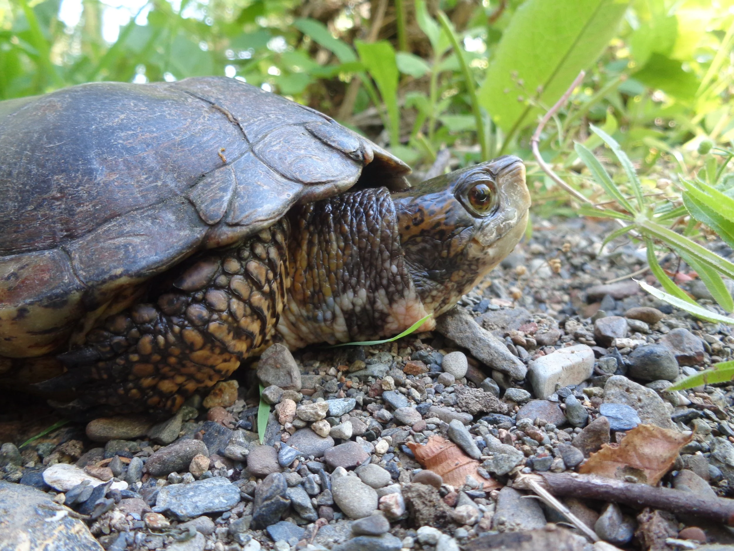 Applegate Partnership