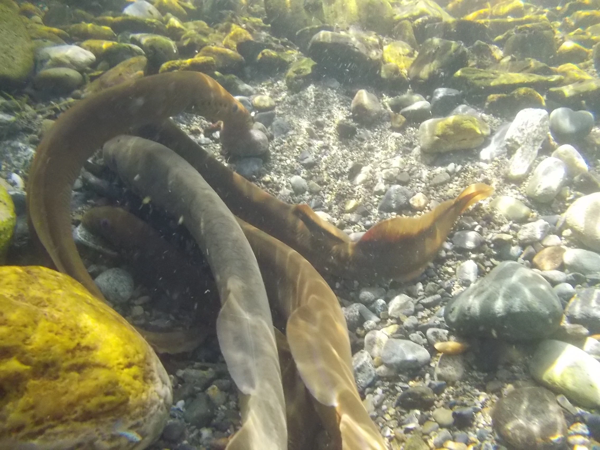 Habitat Restoration — Applegate Partnership