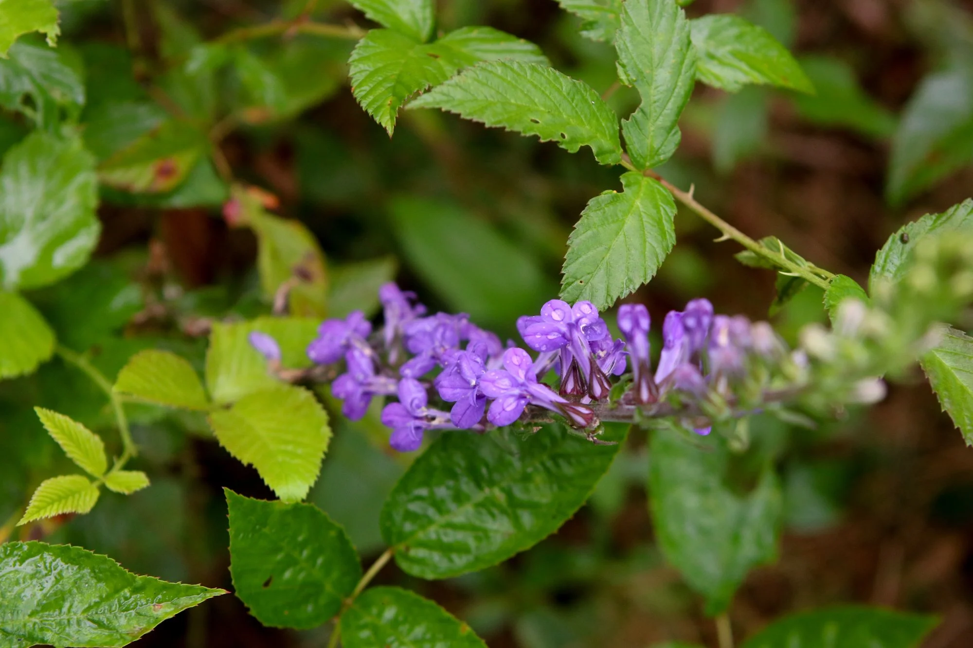 Weaver Cave Preserve — Georgia-Alabama Land Trust