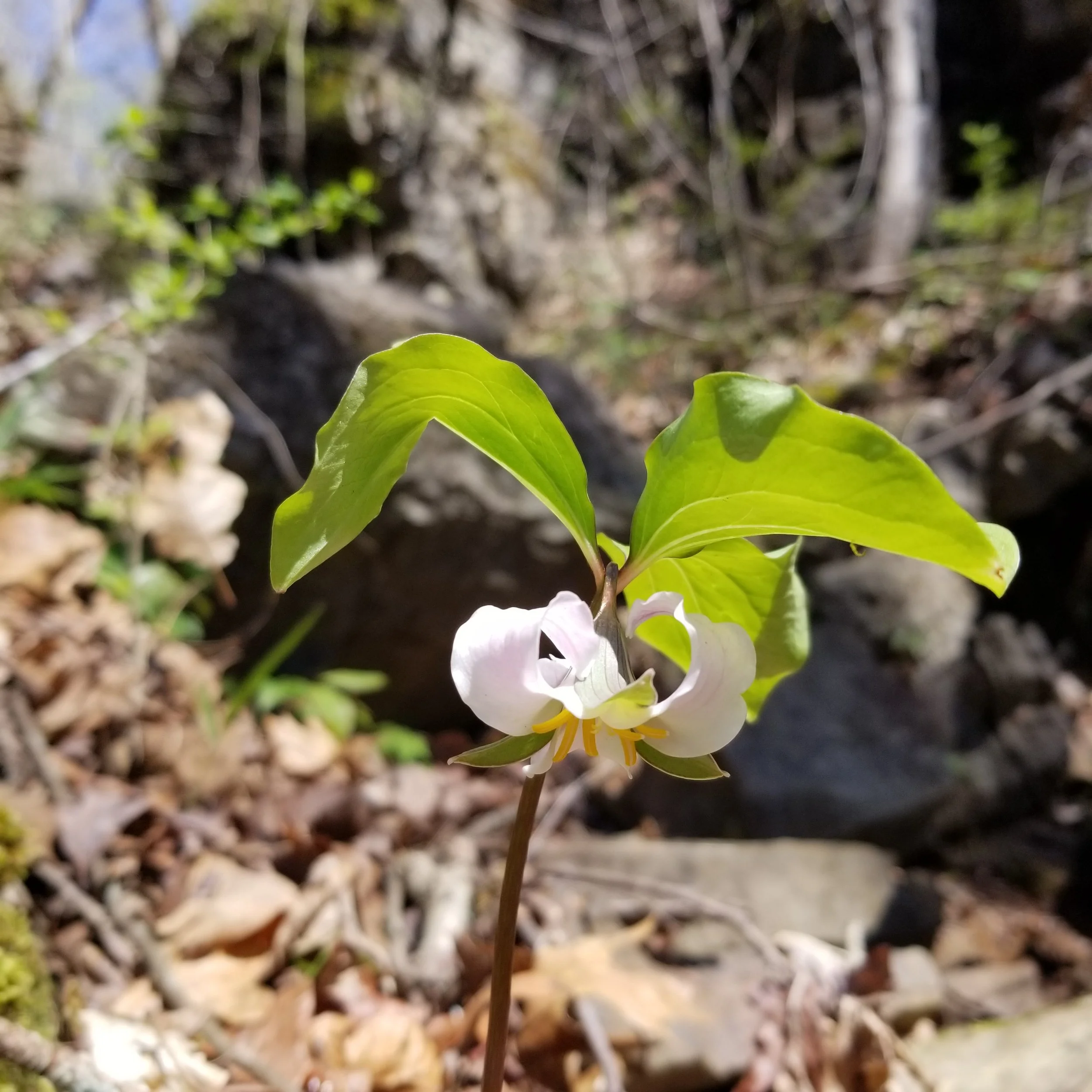 Weaver Cave Preserve — Georgia-Alabama Land Trust