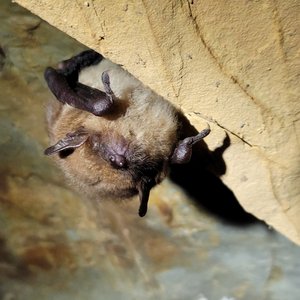 Weaver Cave Preserve — Georgia-Alabama Land Trust