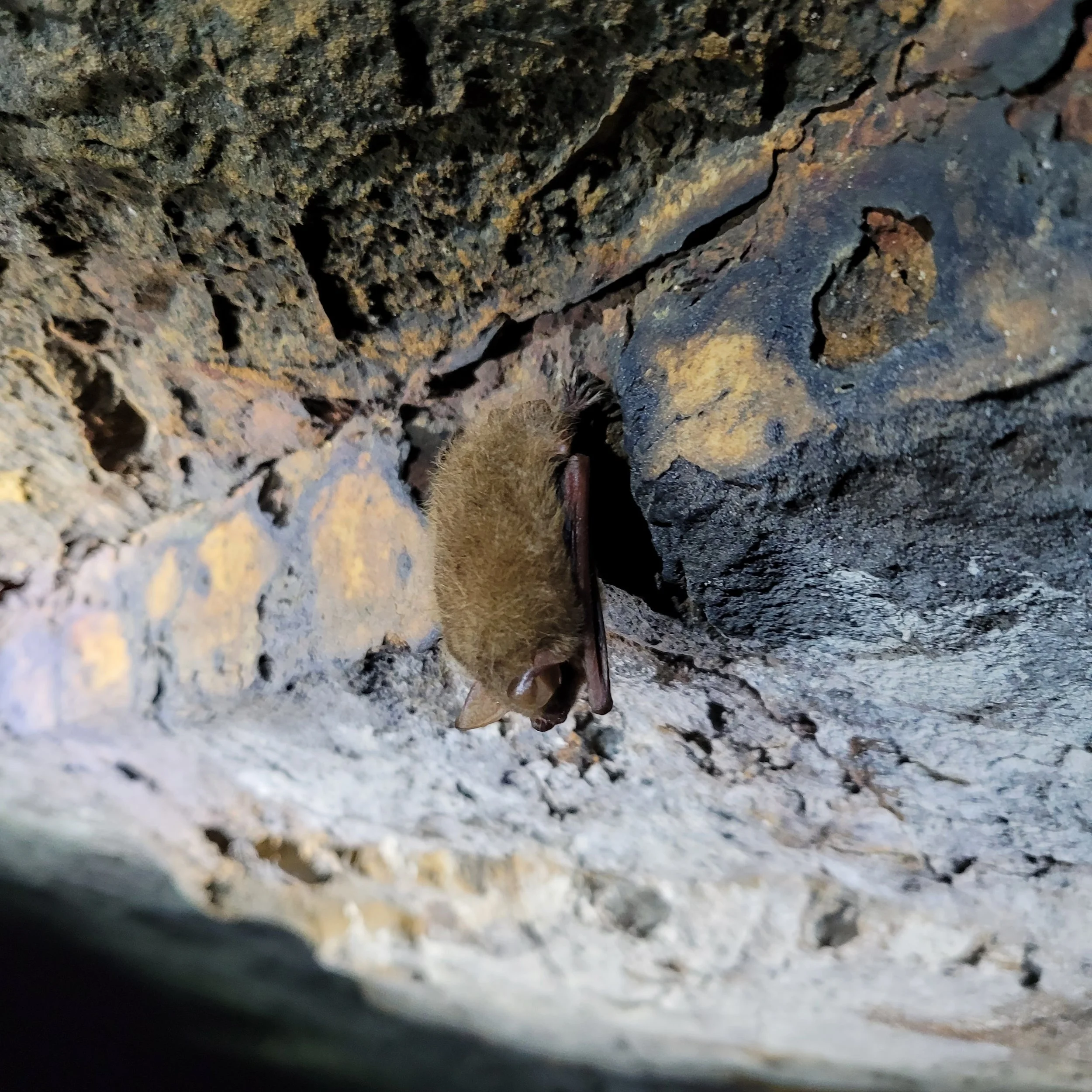 Weaver Cave Preserve — Georgia-Alabama Land Trust