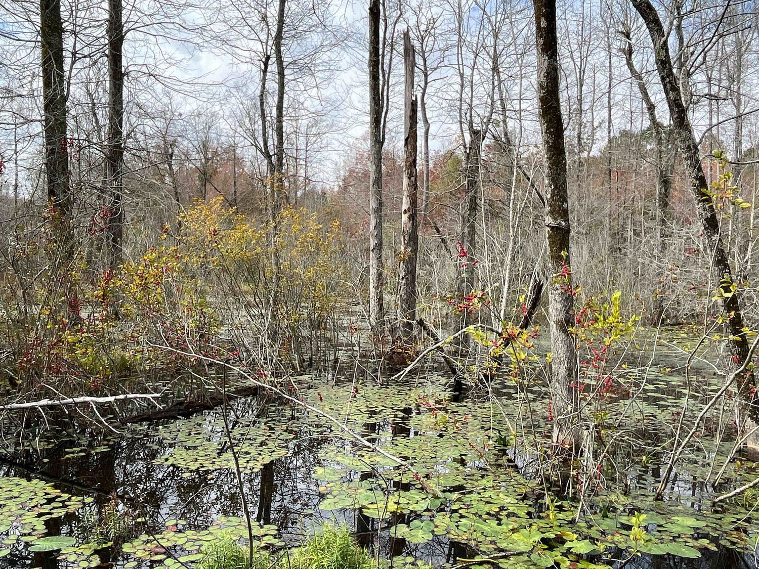Donated CE Gallery — Georgia-Alabama Land Trust