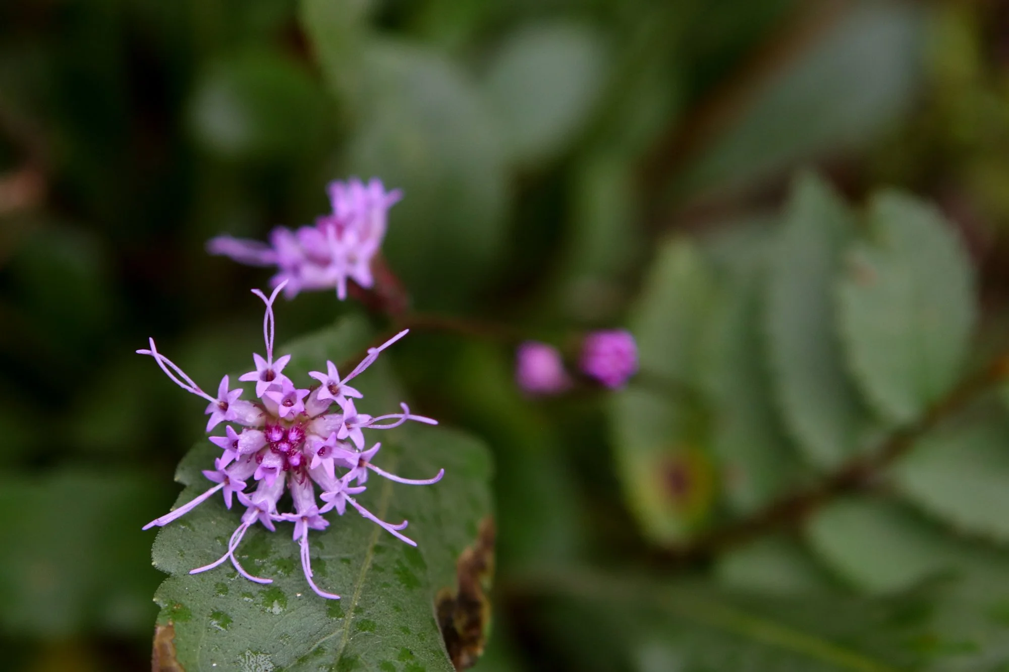 Weaver Cave Preserve — Georgia-Alabama Land Trust
