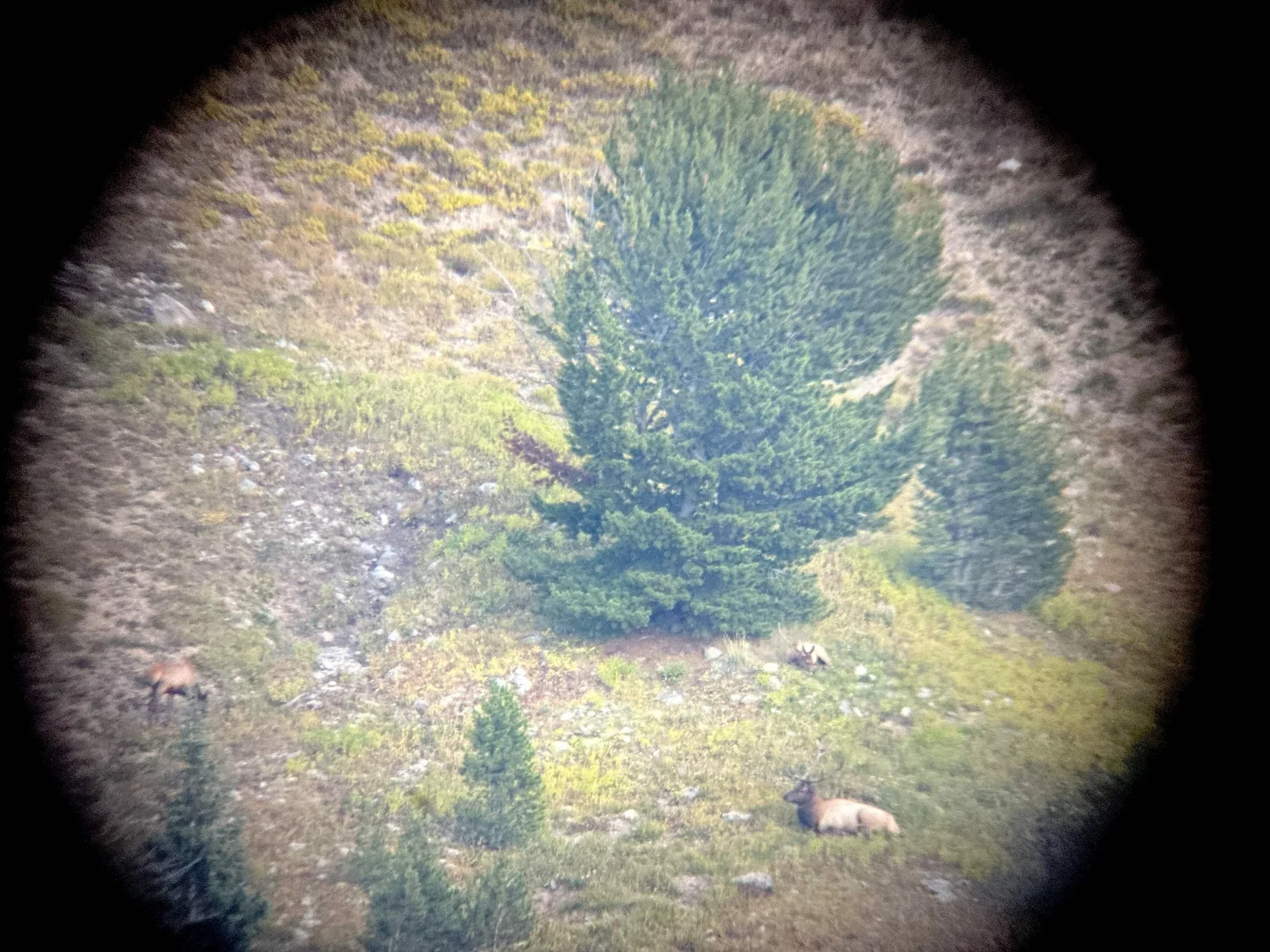 Three Classic Elk Habitats For September Hunting — Hunt West
