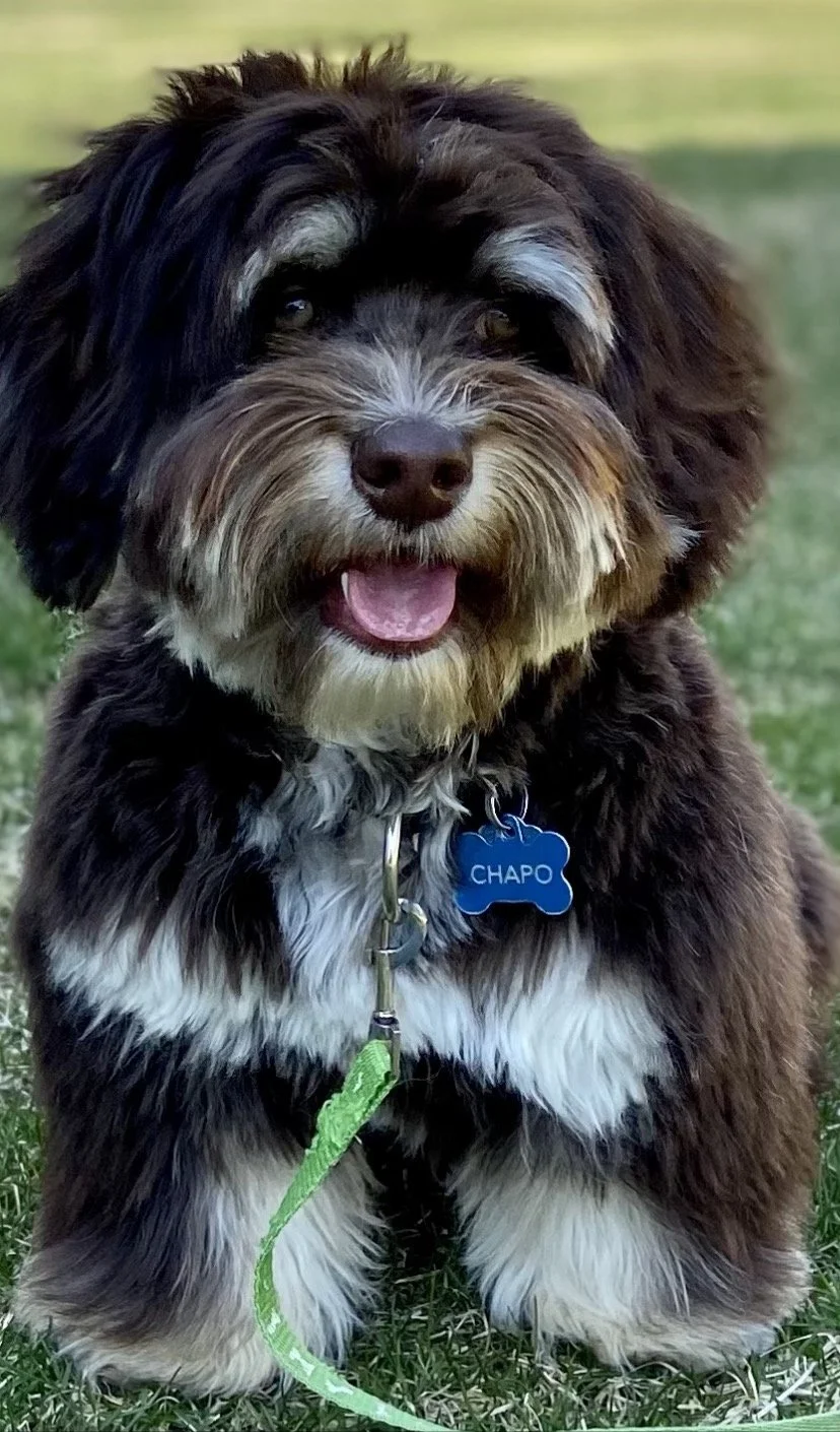 Our Dogs — Havanese Fly of New England