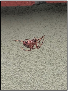 Buddhist Bugs — Everyday Buddhist